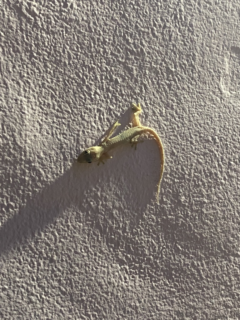 House Geckos from Fat Deer Key, Marathon, FL, US on March 3, 2023 at 07 ...