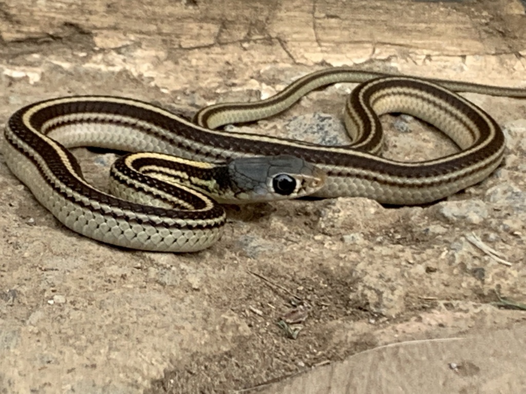 Baird's Patchnose Snake (Salvadora bairdi) - Snakes and Lizards