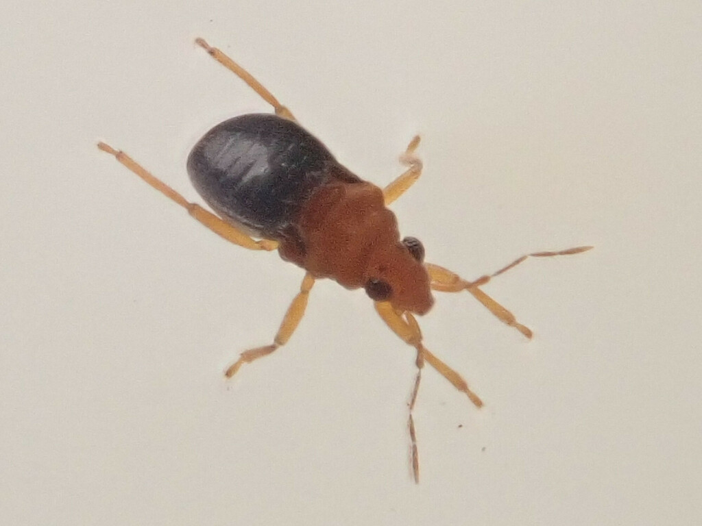 Hebrus ruficeps from Солнечногорский р-н, Московская обл., Россия on ...