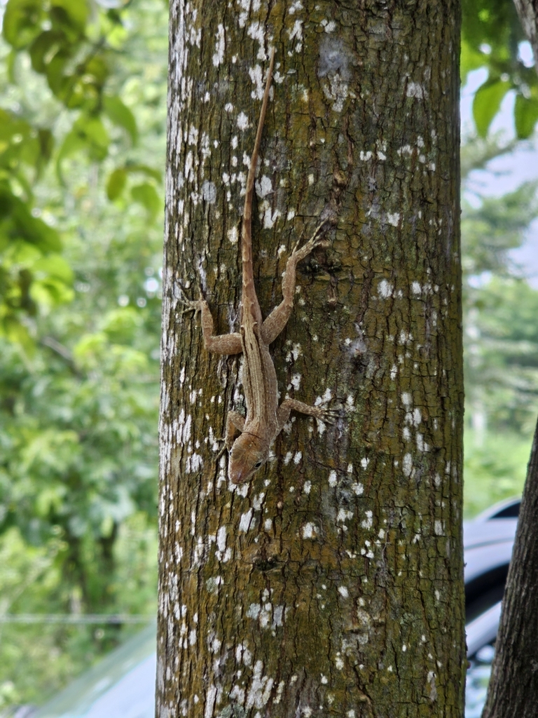 Crested Anole from Palmas, Arroyo, Puerto Rico on November 18, 2023 at ...