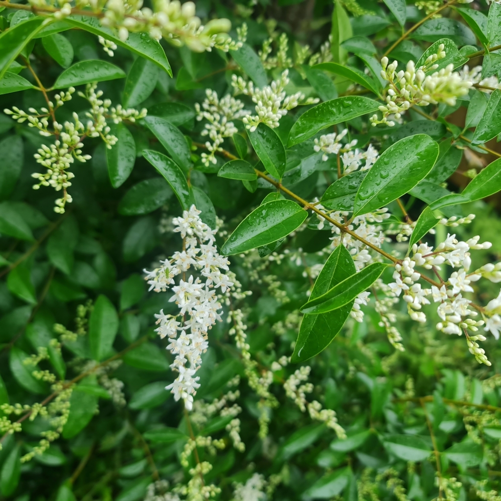 Chinese privet from Hatfields Beach, Orewa 0931, New Zealand on ...