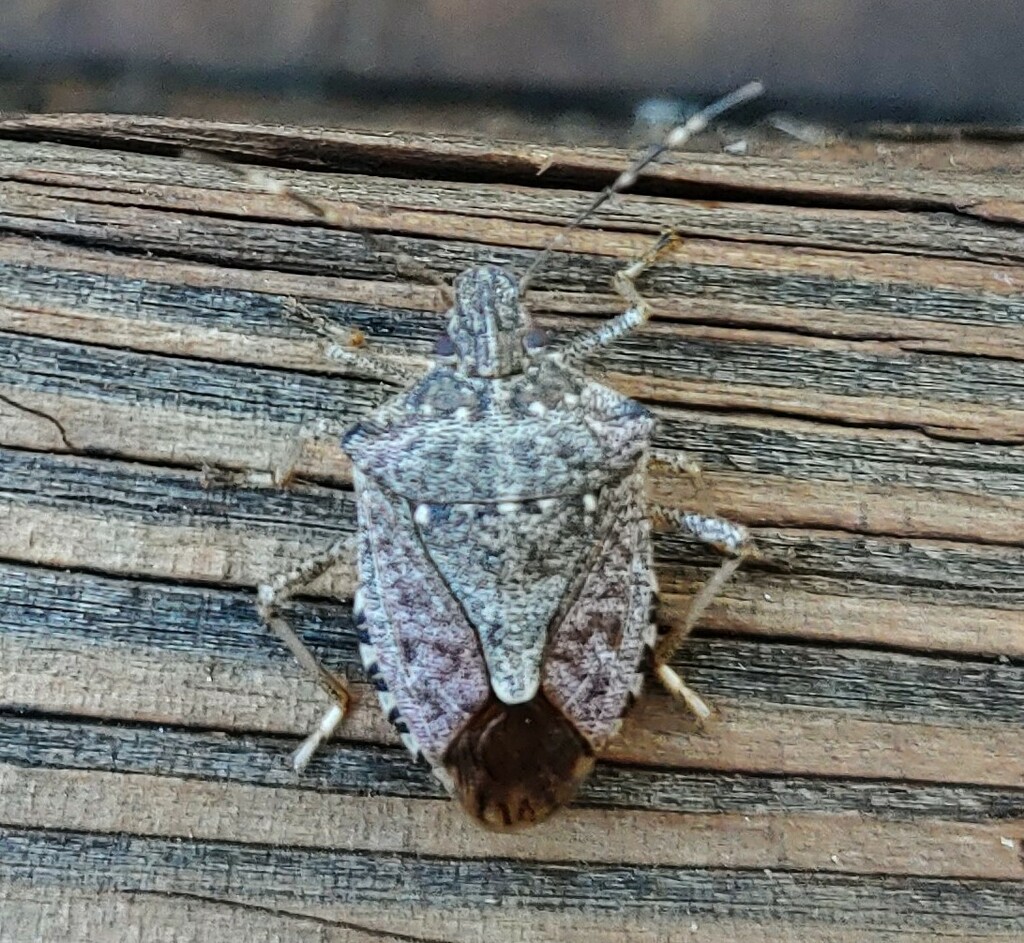 Brown Marmorated Stink Bug from Mountain Park, GA, USA on November 18 ...