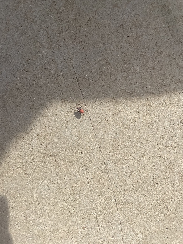 Red-shouldered Bug from Texas Tech University, Lubbock, TX, US on ...