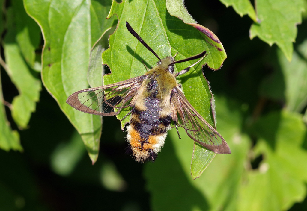 Narrow-bordered Bee Hawkmoth from Lobau, Wien, Österreich on July 23 ...