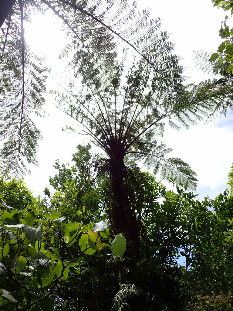 slender tree fern from Horokiwi, Wellington 5016, New Zealand on ...