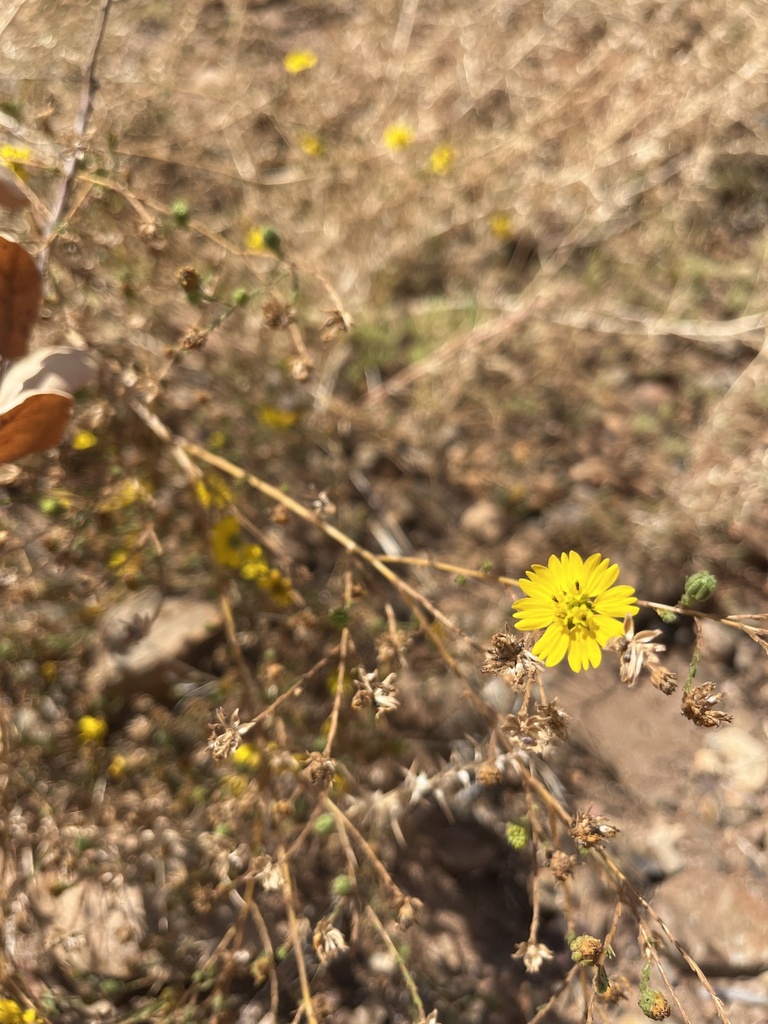 San Diego Tarweed in November 2023 by Pamela Taylor · iNaturalist