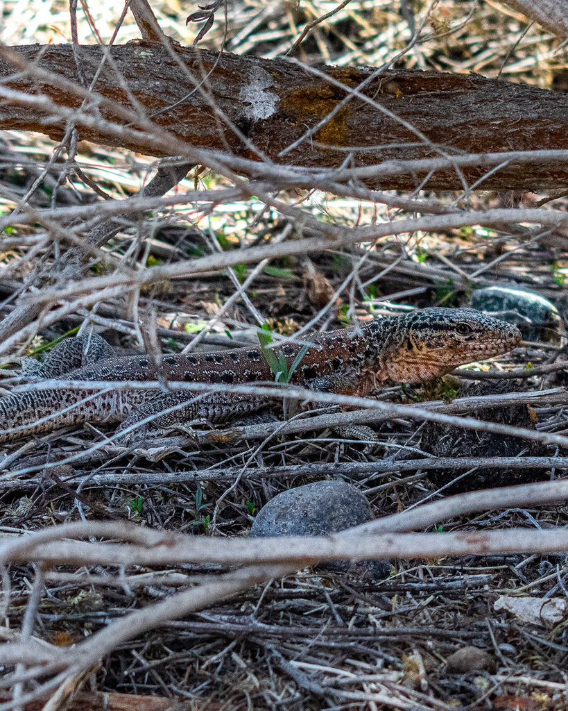 Spotted False Monitor from Limarí, Coquimbo, Chile on October 17, 2022 ...