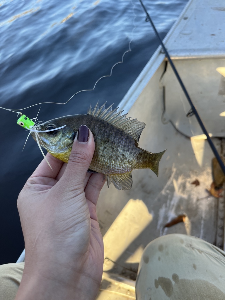 Bluegill from Clay County, US-AL, US on November 18, 2023 at 03:46 PM ...