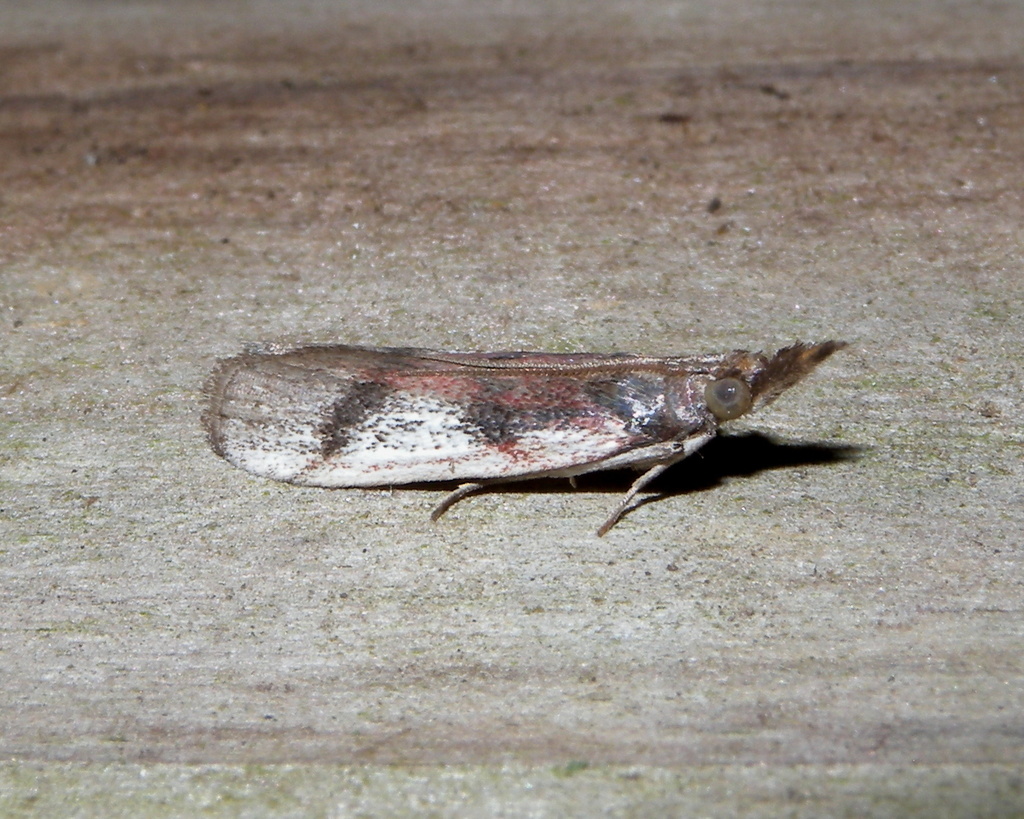 Knot-horn Moths from Long Island, Southold, NY, US on August 26, 2014 ...
