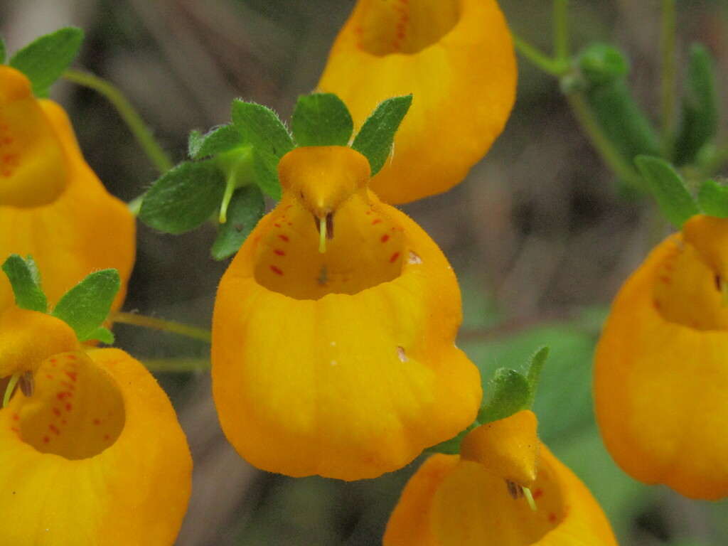 Calceolaria corymbosa from Concepcion, Bío Bío, Chile on November 18 ...