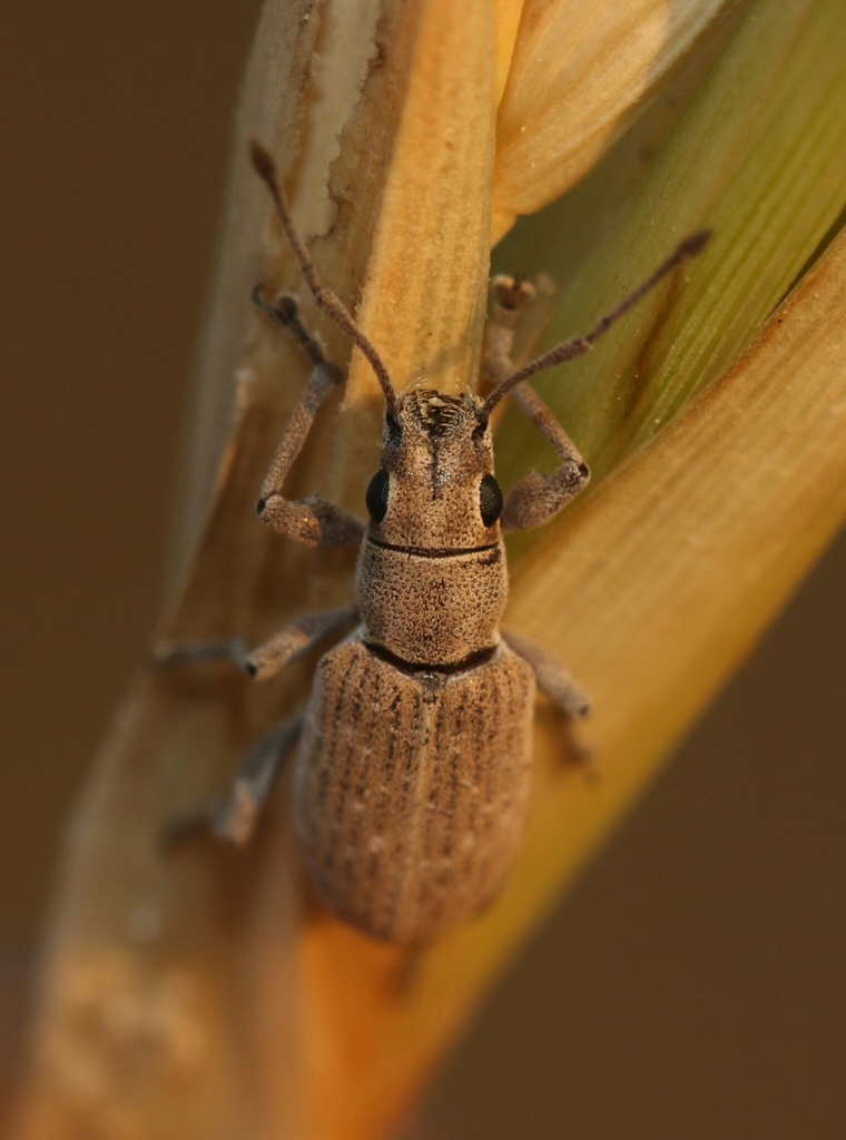 Myllocerus dentifer from Thottavelly-Thalvupadu Rd, Mannar, Sri Lanka ...