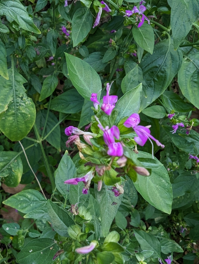 False Mint from Woodland Heights, Houston, TX, USA on November 18, 2023 ...