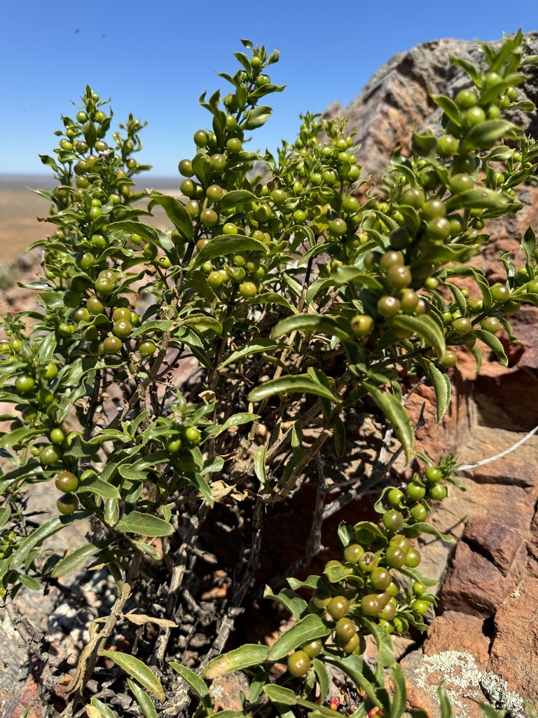 Common Rocktomato from Nama Khoi Rural, Springbok, NC, ZA on October 25 ...