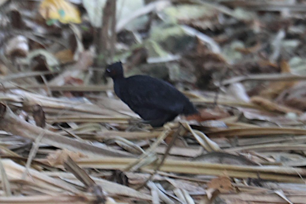 Dusky Megapode from Kri, Raja Ampat Regency, West Papua, Indonesia on ...