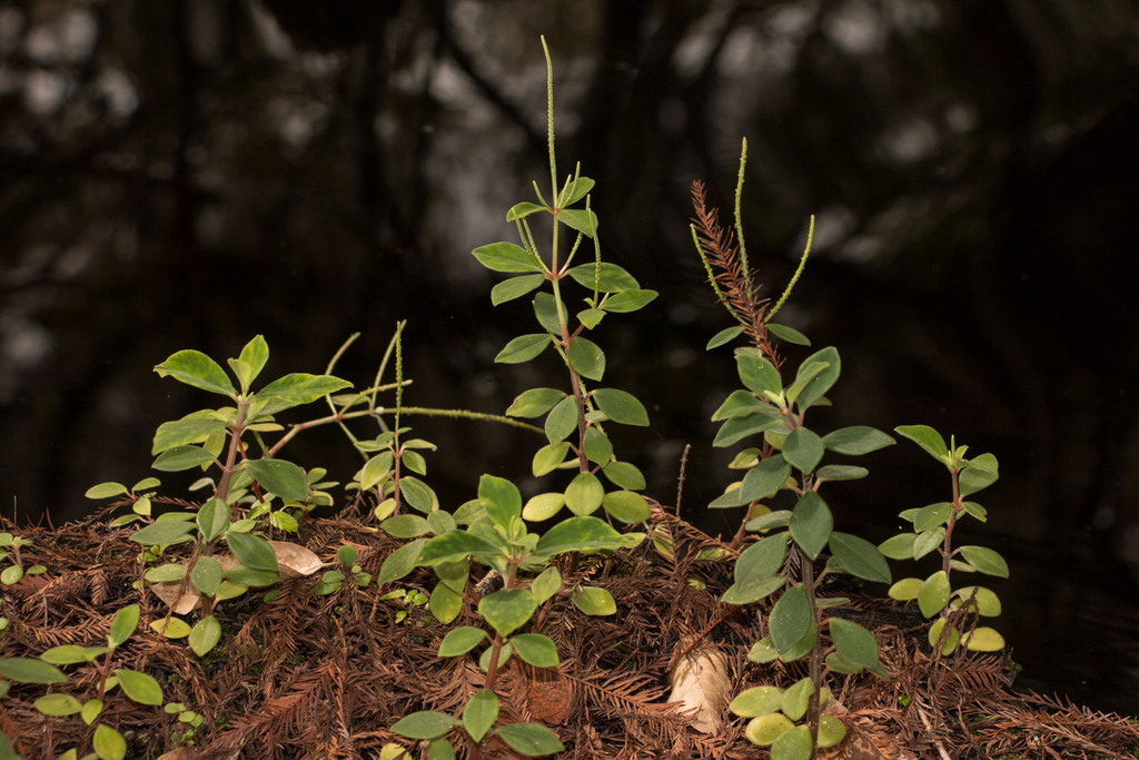 Peperomia humilis in November 2023 by Logan Crees · iNaturalist