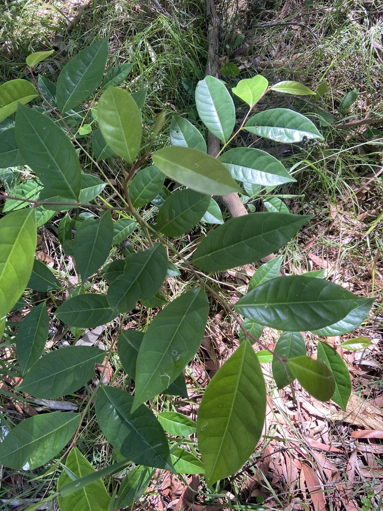 Cheese Tree from Awabakal Nature Reserve, Dudley, NSW, AU on November ...