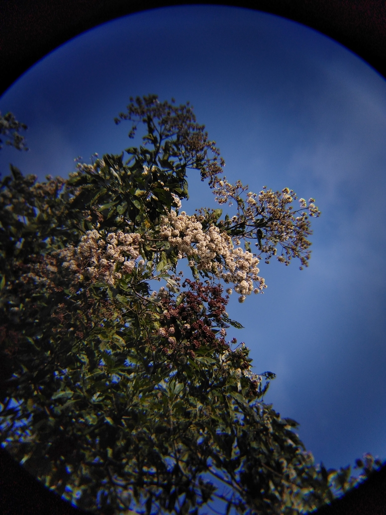 Spanish elm from 94464 Ver., México on November 18, 2023 at 03:33 PM by ...