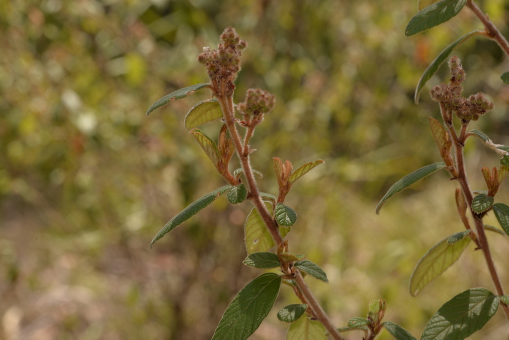 woolly-headed pomaderris from Big Hill NSW 2579, Australia on November ...