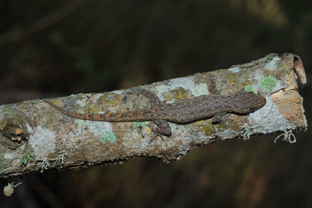 Asian House Gecko from Caimanera, Cuba on March 27, 2019 at 08:21 AM by ...