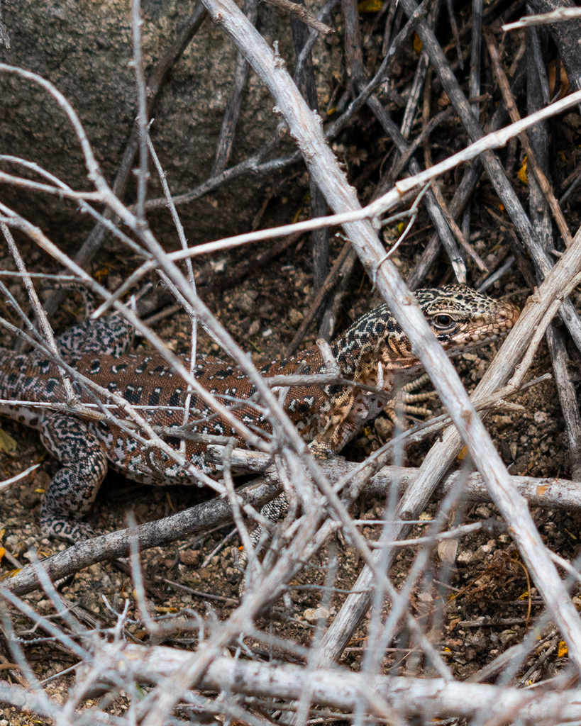 Spotted False Monitor from Limarí, Coquimbo, Chile on November 13, 2022 ...