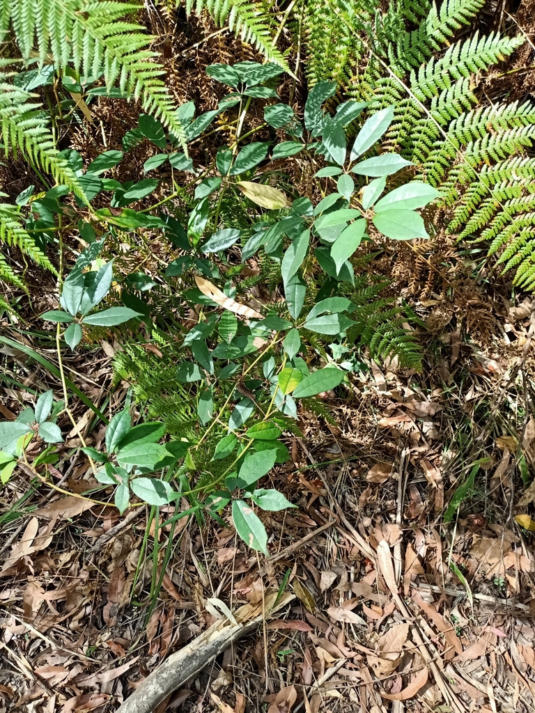 Five-Leaved Water Vine from Bellthorpe QLD 4514, Australia on November ...