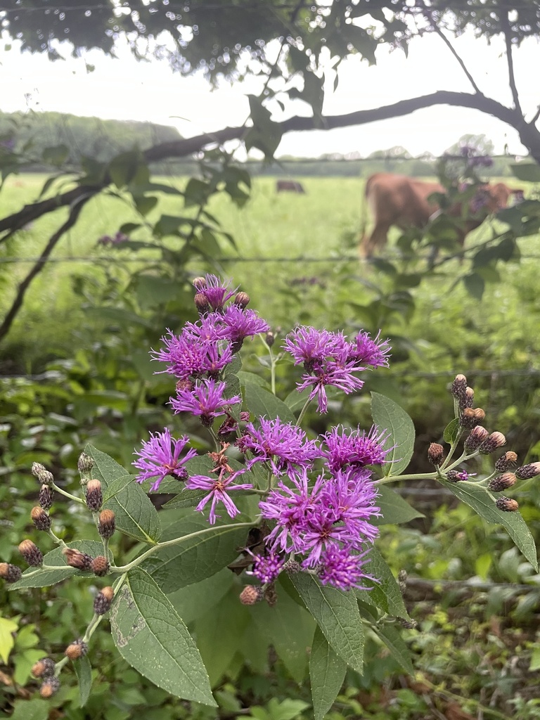 Western Ironweed from County Road 525, Anna, TX, US on July 13, 2023 at ...