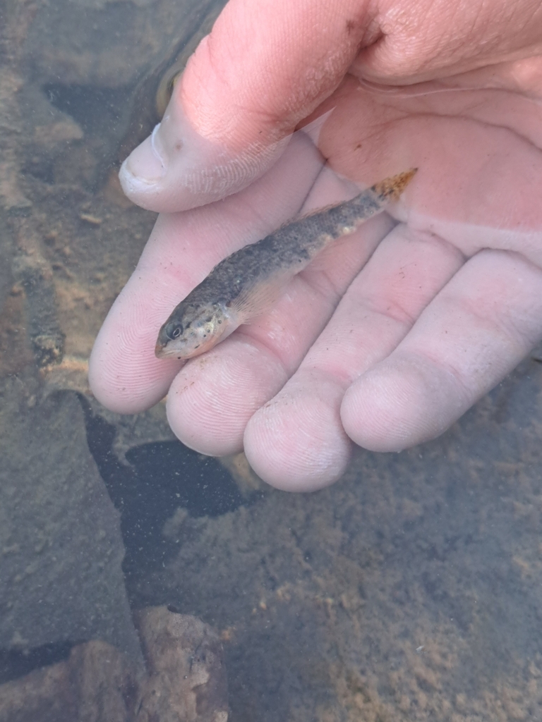 Rainbow Darter from St Mary, MO 63673, USA on November 18, 2023 at 03: ...