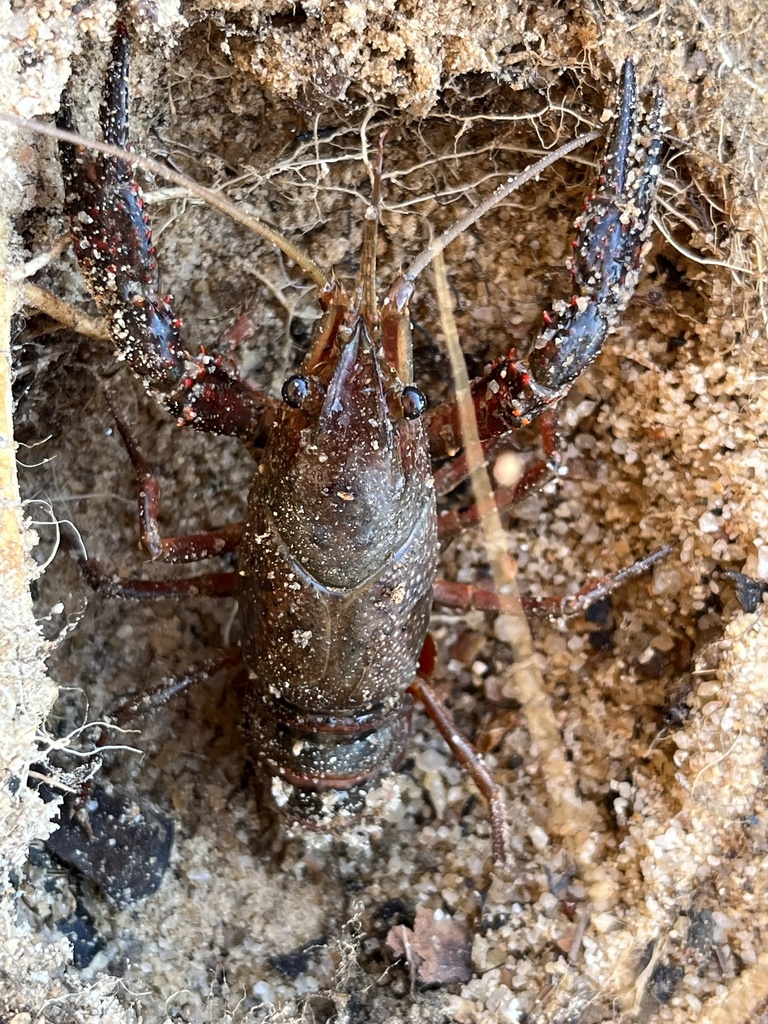 Red Swamp Crayfish from Apex, NC, US on November 18, 2023 at 03:59 PM ...