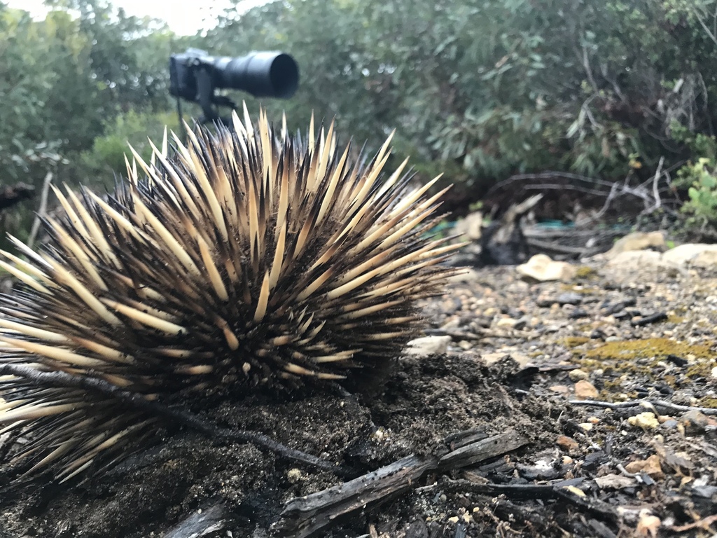 Kangaroo Island Echidna from 5223, , SA, AU on November 12, 2018 at 06: ...