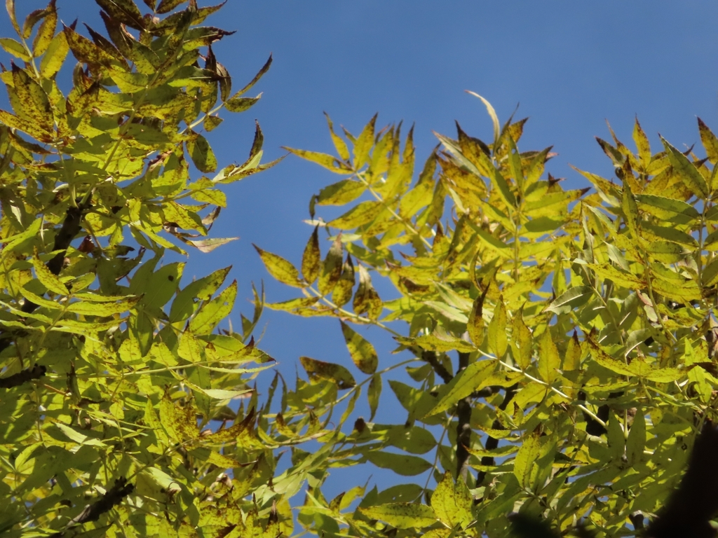Narrow-leaved Ash from Guardiola de Berguedà, Barcelona, Espanya on ...