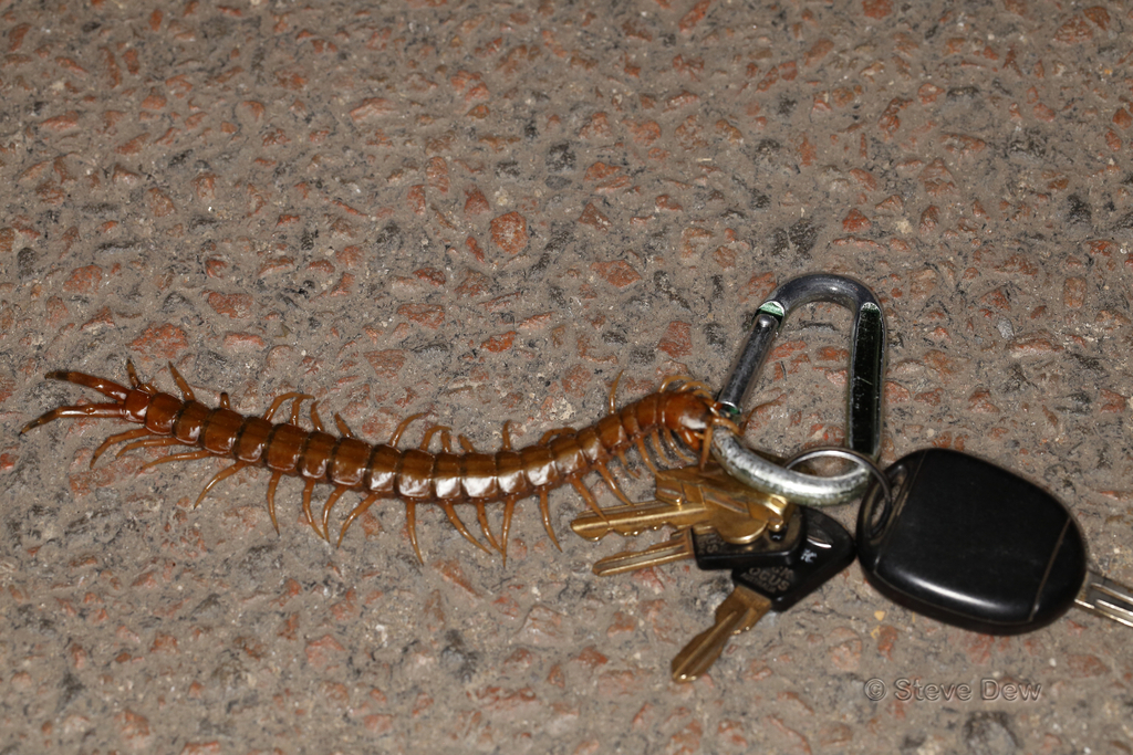 Australasian Giant Centipede from Julia Creek QLD 4823, Australia on ...