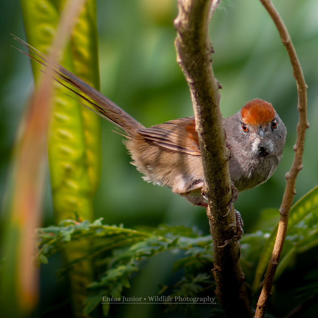 Spix's Spinetail from Jardim Sao Martinho, São Paulo - SP, Brasil on ...
