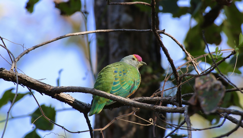 Rose-crowned Fruit-Dove from Middle Point NT 0822, Australia on July 10 ...