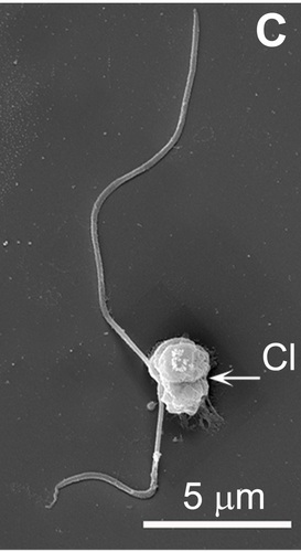 Foto 335802838, (c) Ramkumar Seenivasan, Nicole Sausen, Linda K. Medlin ...