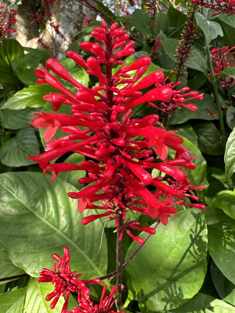 Firespike from 臺灣島, 八里區, NWT, TW on November 18, 2023 at 09:55 AM by ...