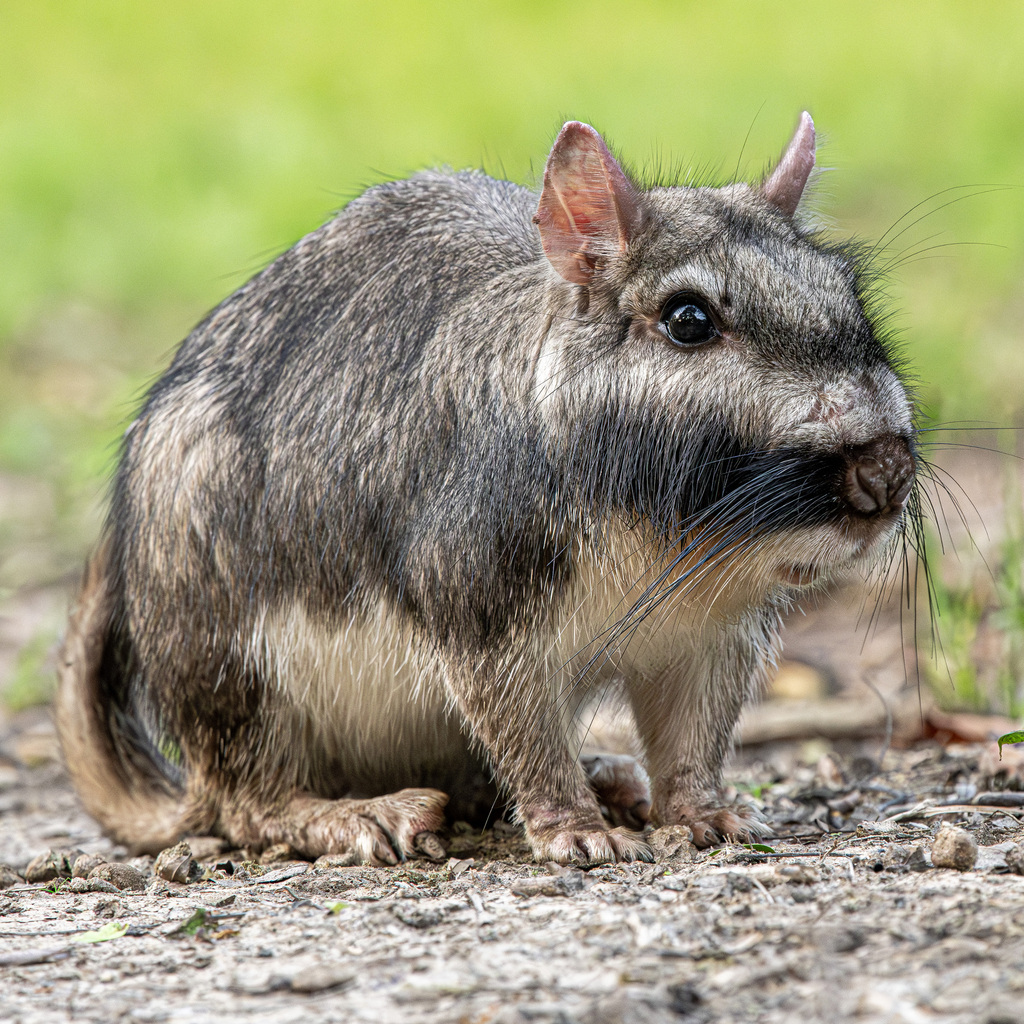 Plains Viscacha from Rincon del Socorro, Corrientes Province, Argentina ...