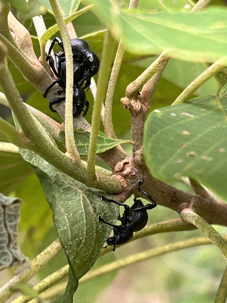 Pachyrhynchus infernalis in November 2023 by Nakatada Wachi · iNaturalist