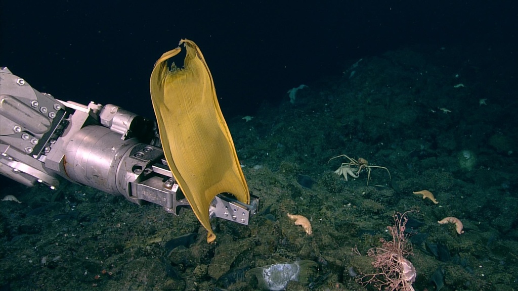 Pacific White Skate from Tuzo-Wilson Seamount on June 3, 2023 at 04:26 ...