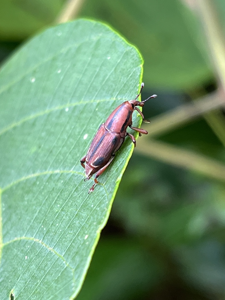 Sphenocorynes ocellatus in November 2023 by Nakatada Wachi · iNaturalist