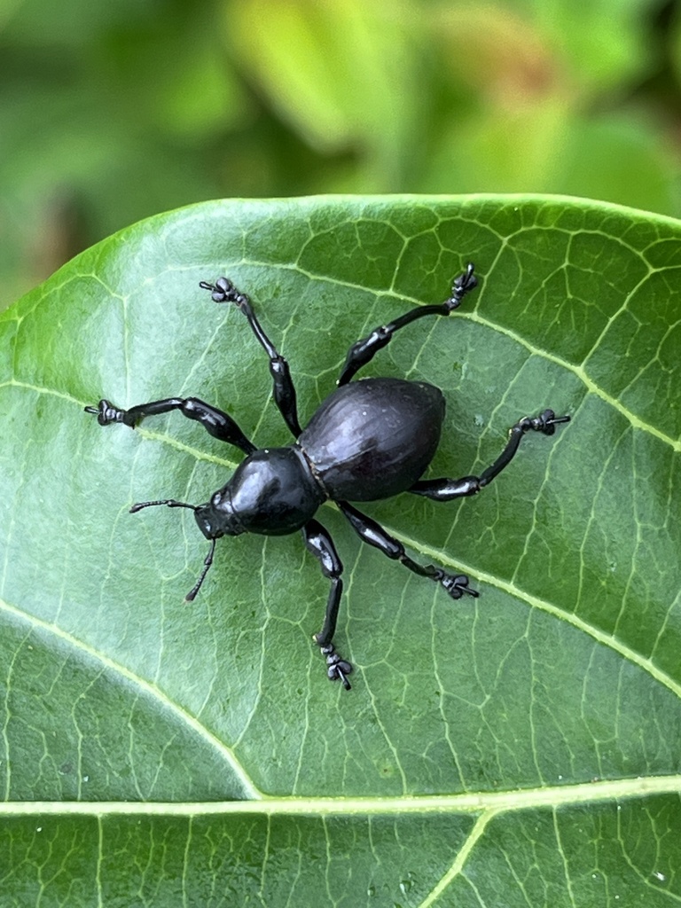 Pachyrhynchus infernalis in November 2023 by Nakatada Wachi · iNaturalist