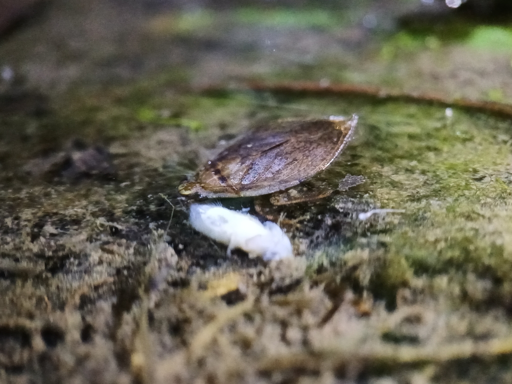 Diplonychus rusticus from Mandai T15 Trail on October 29, 2023 at 09:27 ...