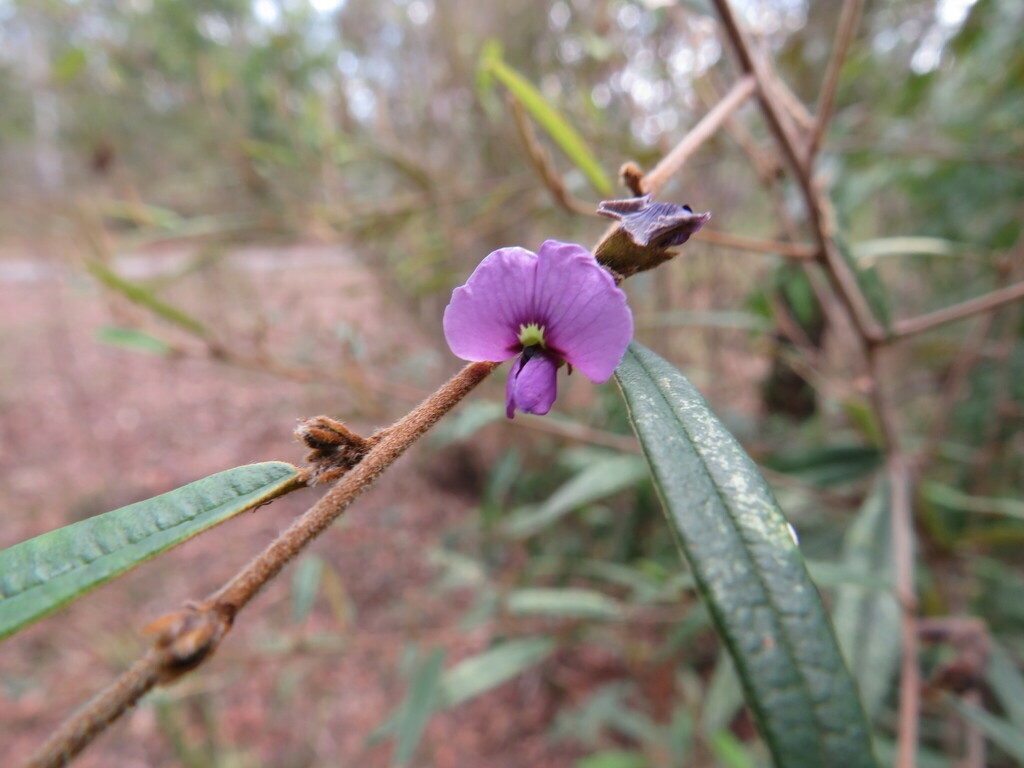Purple Bush Pea from Brisbane QLD, Australia on November 19, 2023 at 09 ...