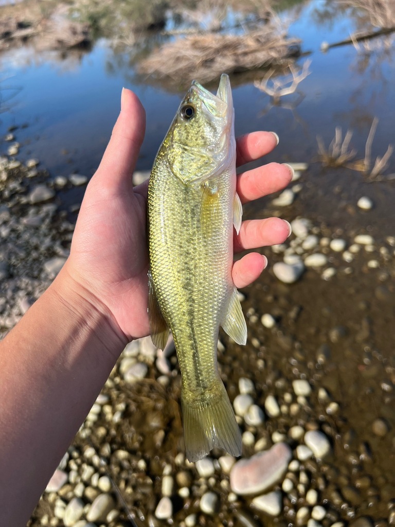 Largemouth Bass from Goodyear, AZ, USA on November 18, 2023 at 02:05 PM ...