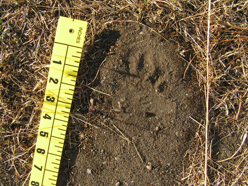 Black Bear Tracks – NatureTracking