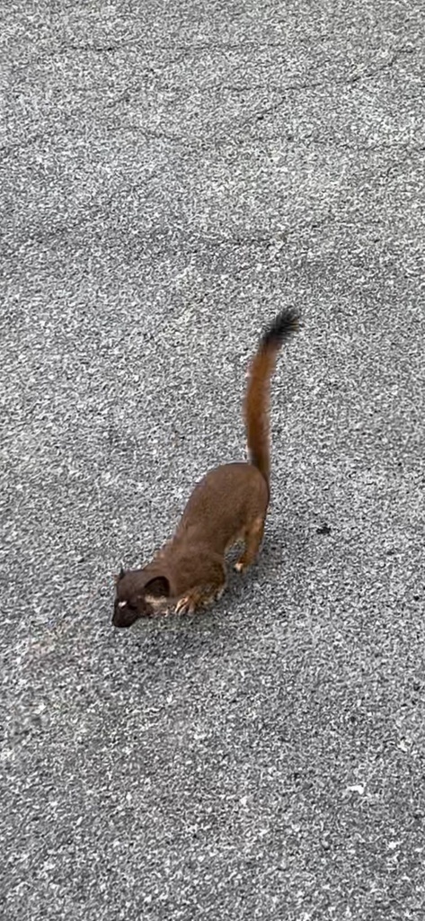 Long-tailed Weasel from CA-35, Los Gatos, CA, US on June 17, 2023 at 05 ...