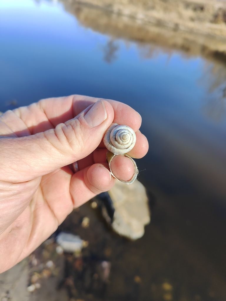 Campeloma from Sioux Falls, SD 57110, USA on November 18, 2023 at 10:42 ...