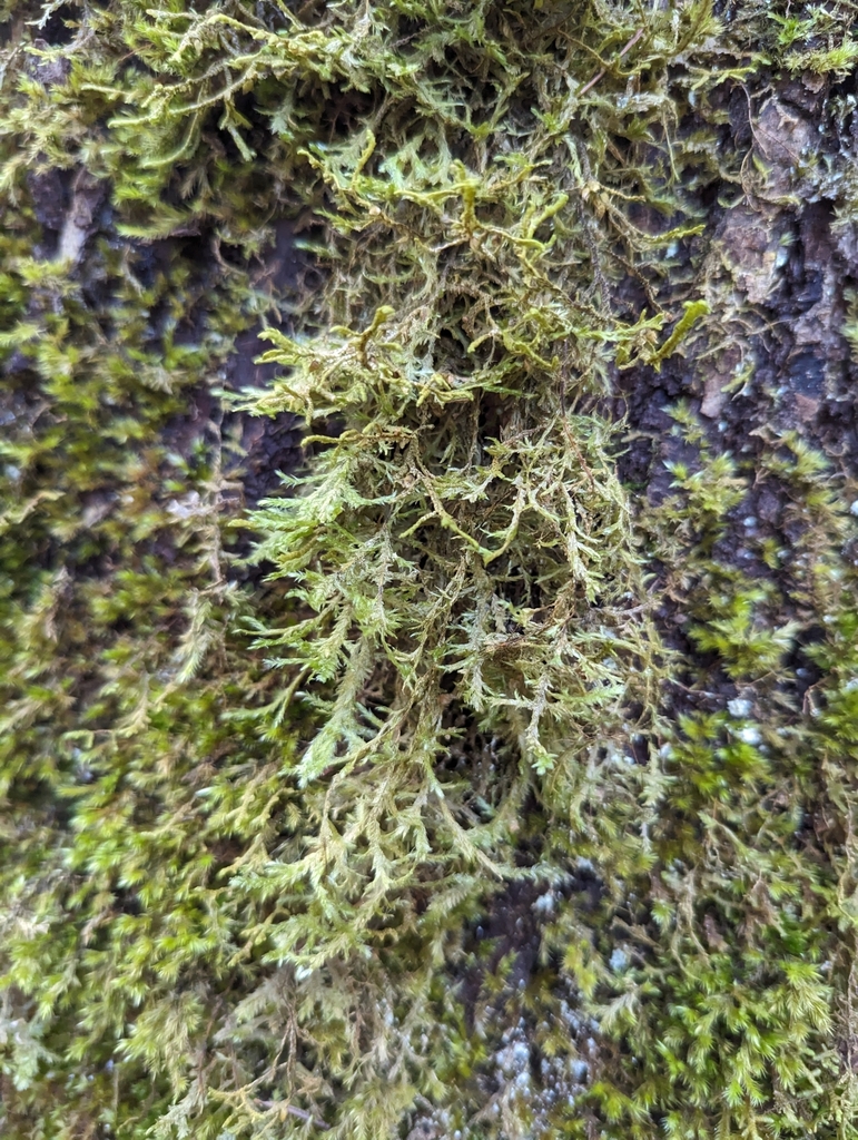 mosses from Duvall, WA 98019, USA on November 18, 2023 at 10:01 AM by ...