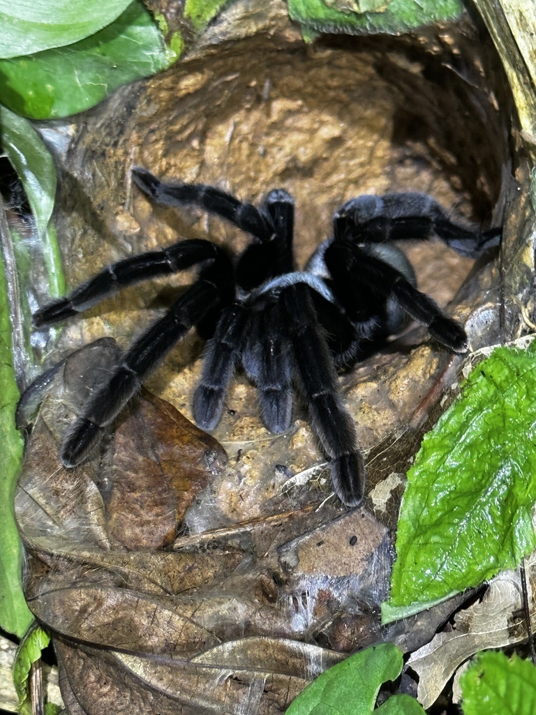 Southeast Asian Tarantulas in November 2023 by Jeremy P. · iNaturalist