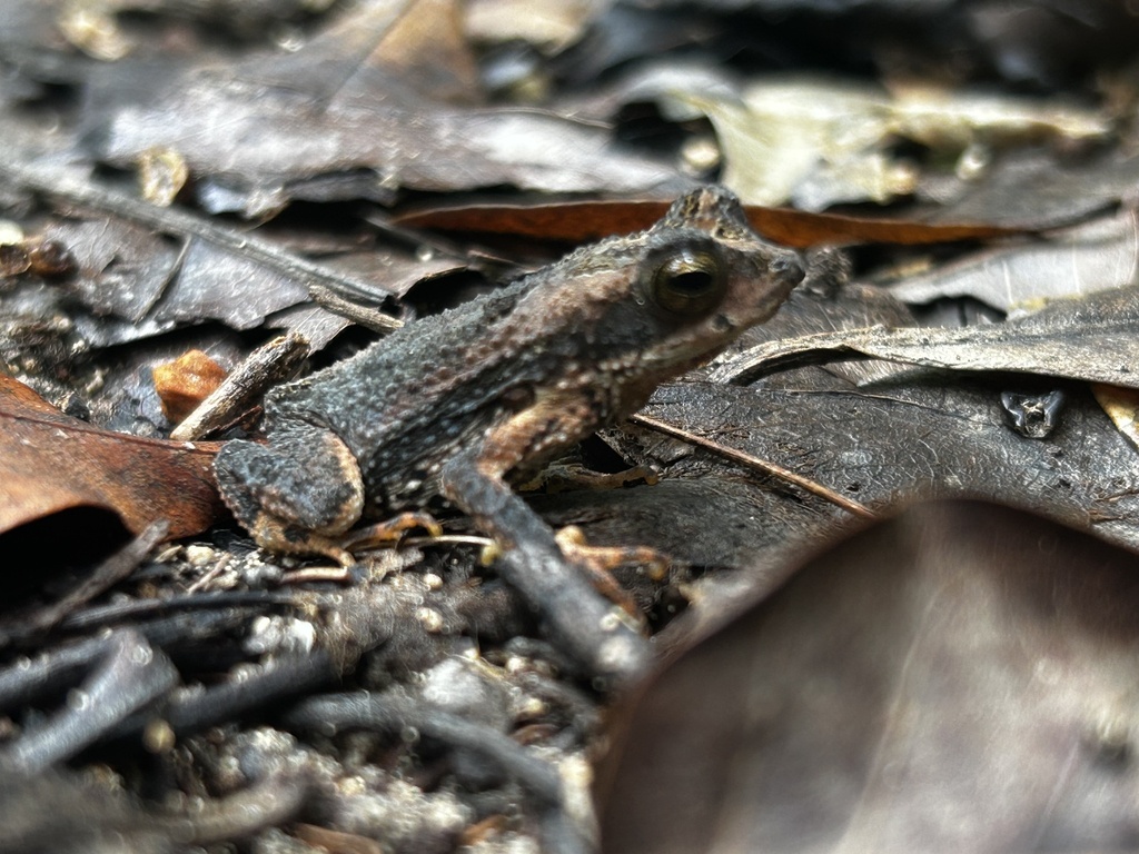 Puerto Rican Crested Toad in October 2023 by juliannmrosado · iNaturalist