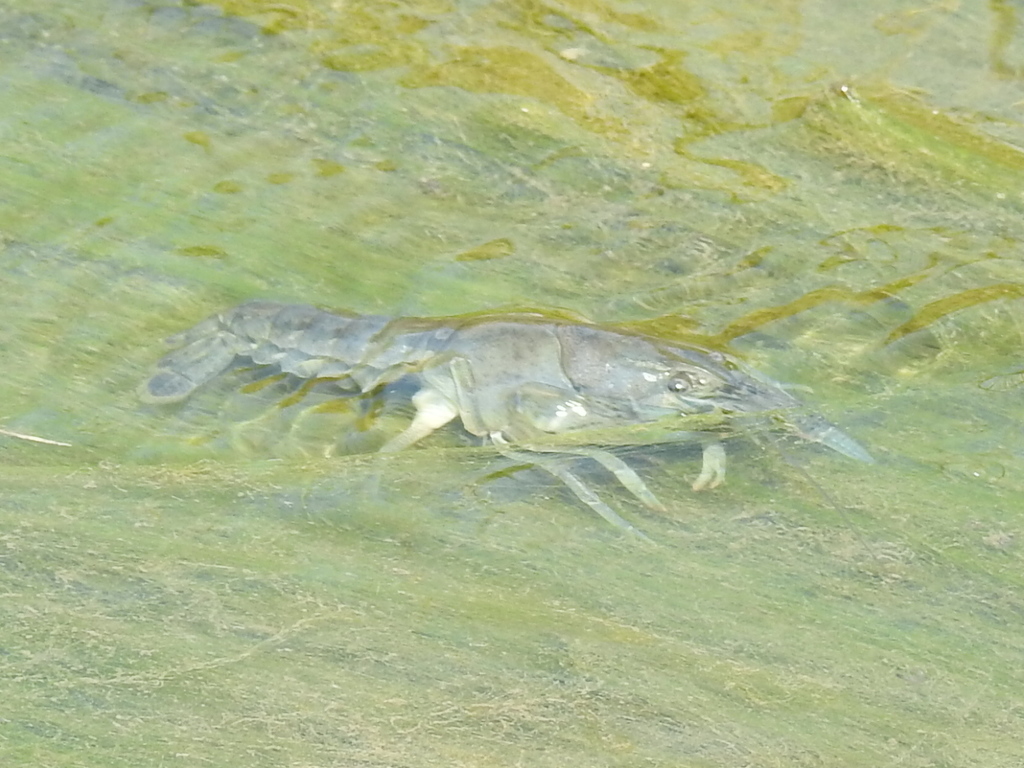 Procambarus simulans from Denton, TX, USA on March 27, 2019 at 01:47 PM ...
